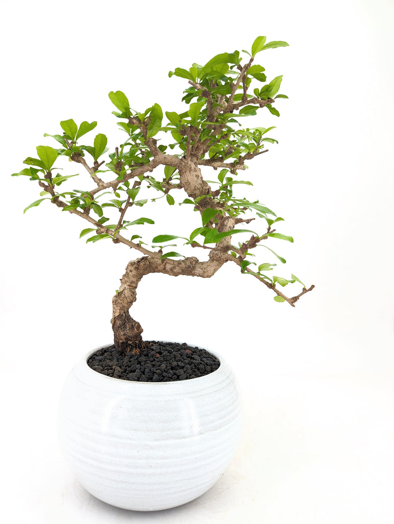 Philippine Tea Tree Bonsai | The Bonsai Shop – Dandy Farmer