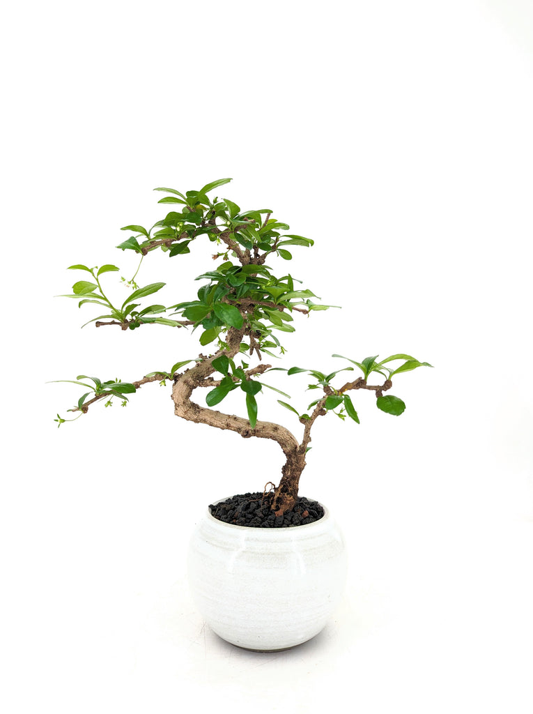 Philippine Tea Tree Bonsai | The Bonsai Shop – Dandy Farmer