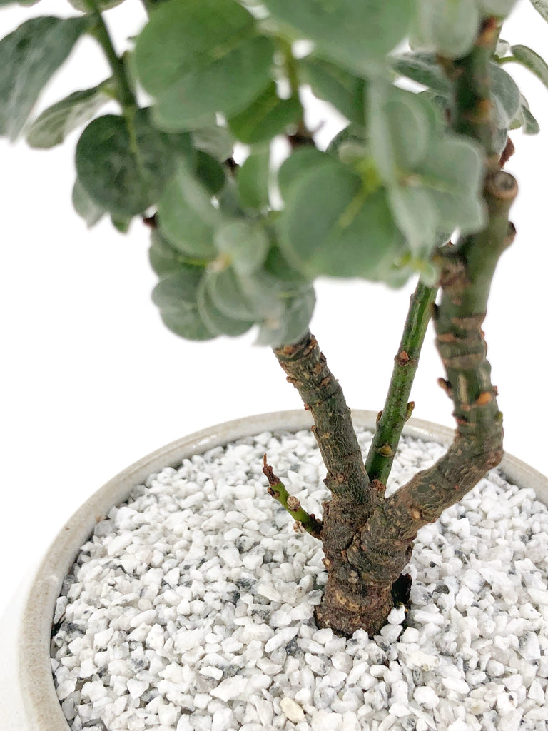 Dwarf Boyd's Willow | The Bonsai Shop – Dandy Farmer