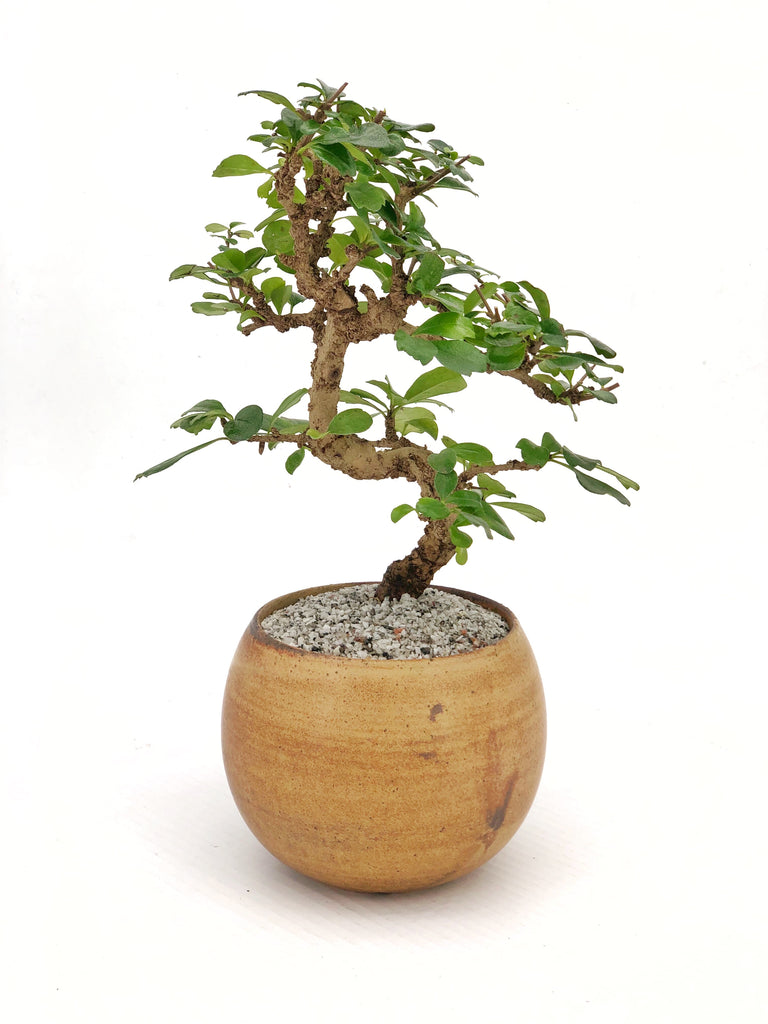 Philippine Tea Tree Bonsai | The Bonsai Shop – Dandy Farmer